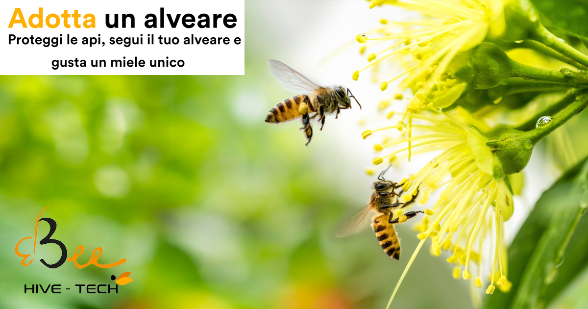 Le api stanno scomparendo: adotta un alveare e ricevi il miele a casa ...